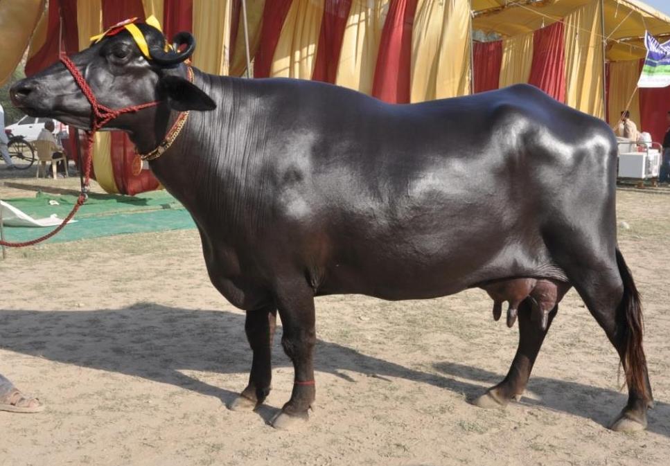 Dairy farming : These are the 10 indigenous breeds of buffaloes that ...