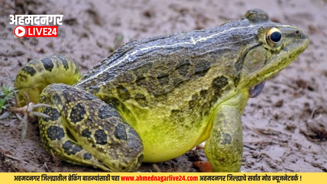 Color changing frog | सरड्यासारखा रंग बदलतो हा बेडूक | This frog ...