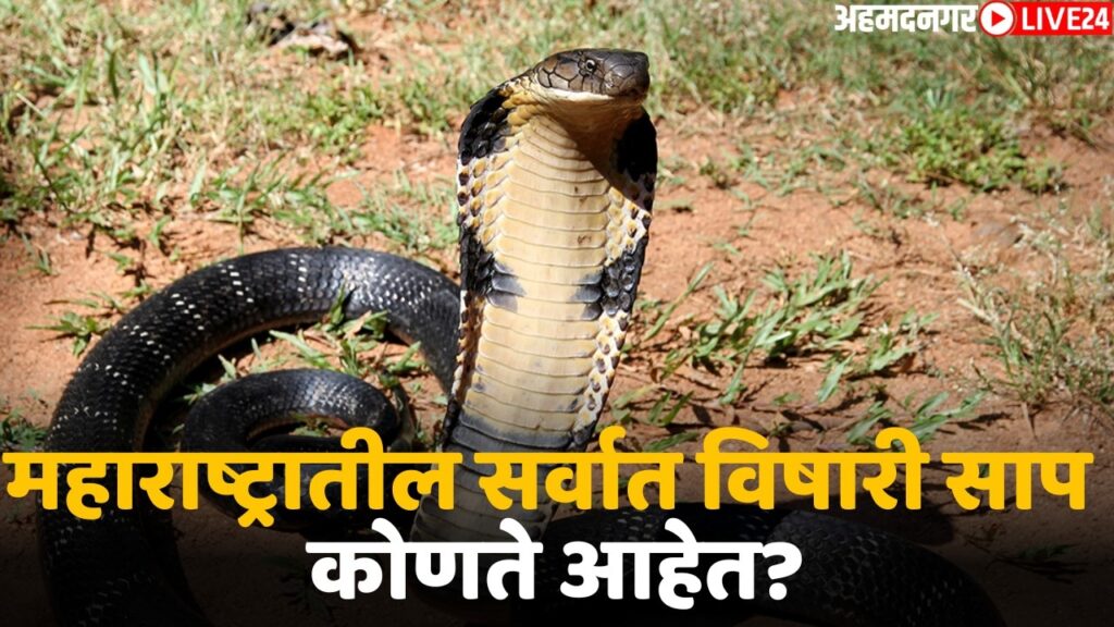 महाराष्ट्रातील सर्वात विषारी साप कोणते आहेत ते कसे ओळखावे काय आहे ...