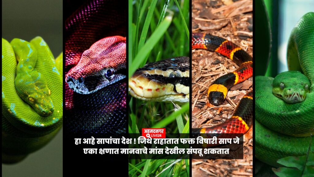 Snake Island | हा आहे सापांचा देश ! जिथे राहातात फक्त विषारी साप जे एका ...